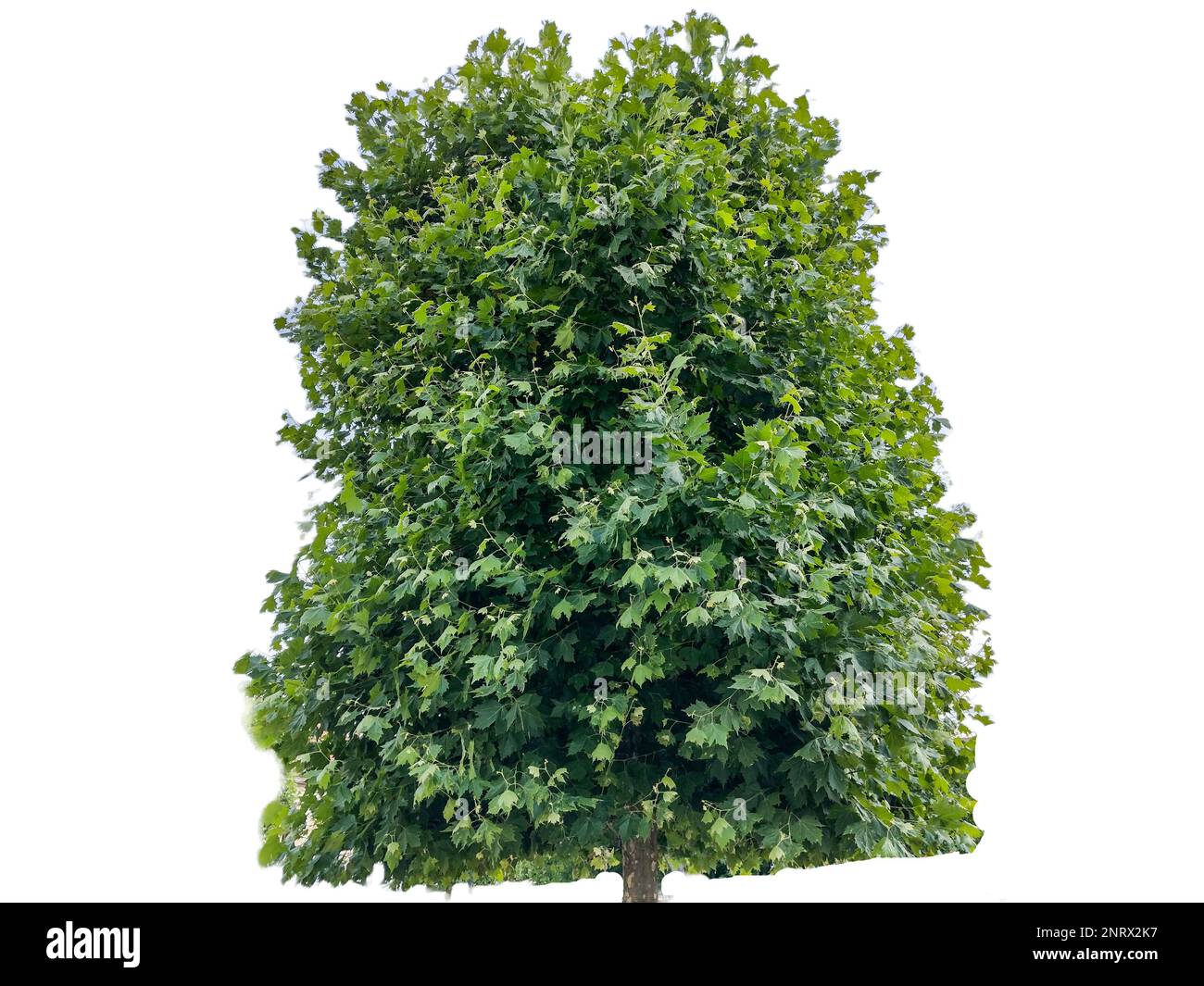 Plane tree isolated on white background. Platanus occidentalis Stock ...