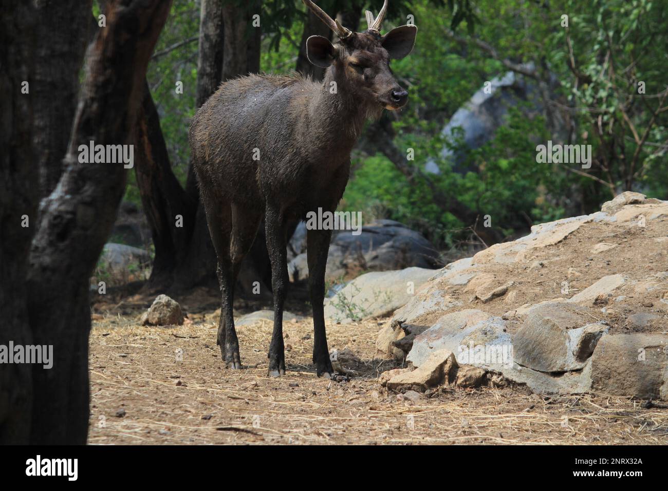Indian water deers at Bannerghatta national park Bangalore sitting or ...