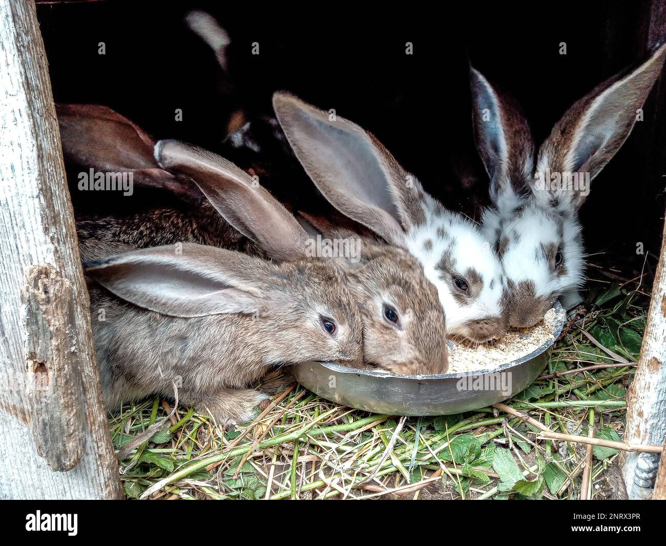 several rabbits that eat - in Maramures, Romania Stock Photo - Alamy