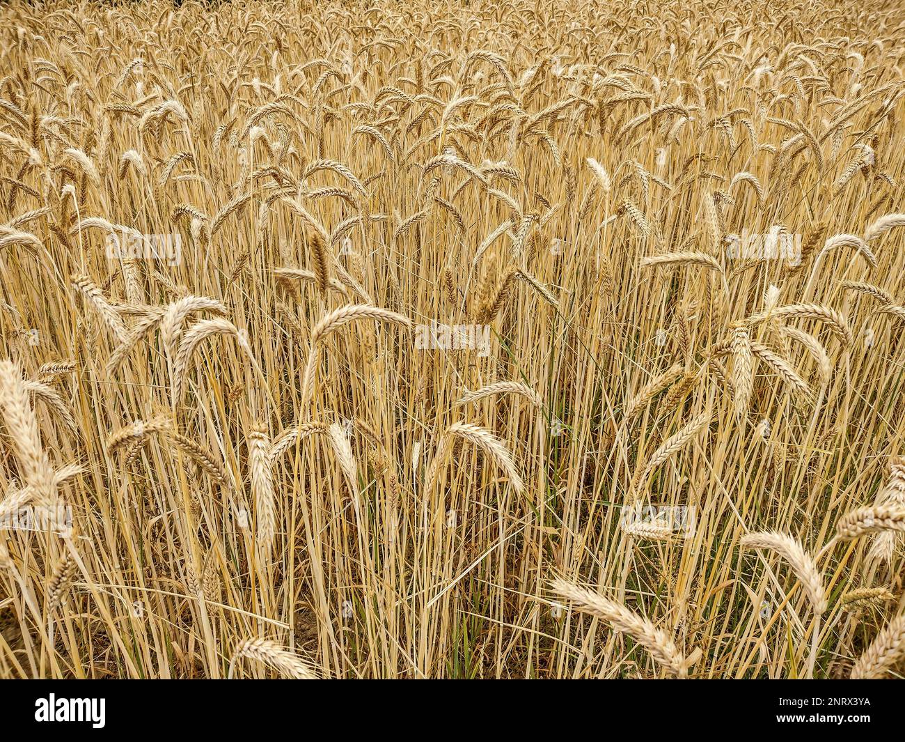 wheat field in the summer - in Maramures, Romania Stock Photo - Alamy