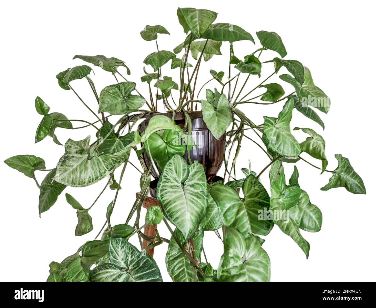 arrowhead plant - Syngonium podophyllum - in a pot Stock Photo - Alamy