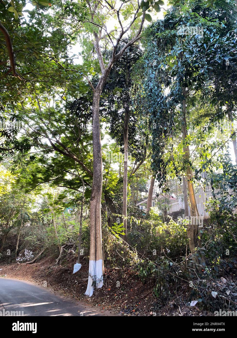 A tall tree in the green surrounds of Altinho hill in the city of ...