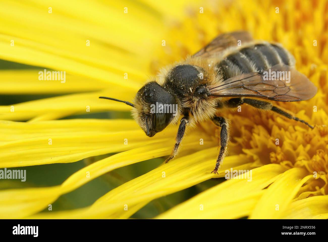 Natural closeup on a blue-eyed female of the rare Tridentate Small ...