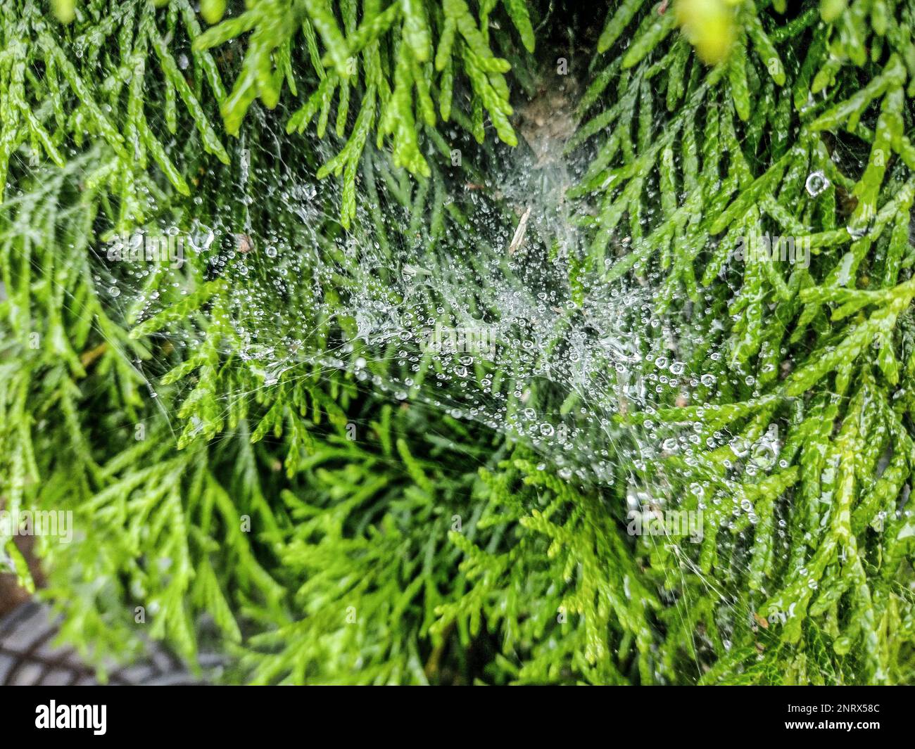 splashes of water after rain on a spider's web Stock Photo - Alamy