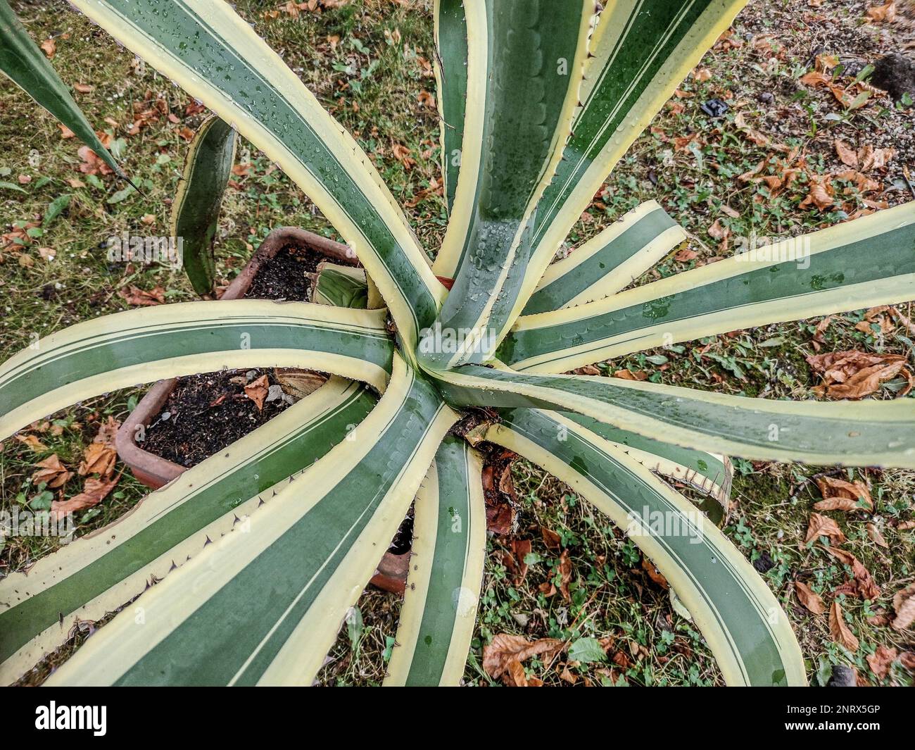 Agave americana - Century plant - in the summer Stock Photo - Alamy