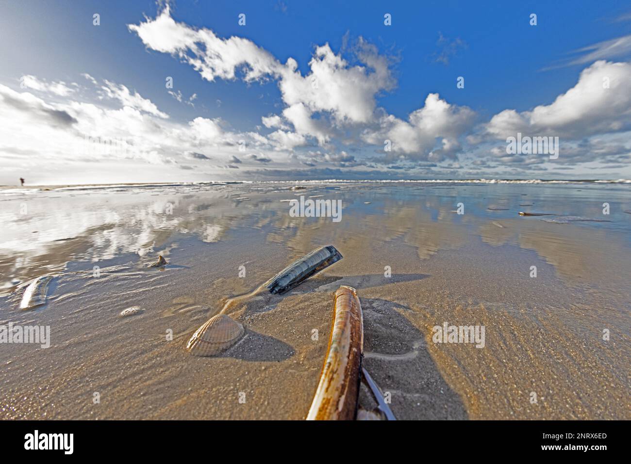 Image of shells and stones on a North Sea beach in Denmark in winter ...