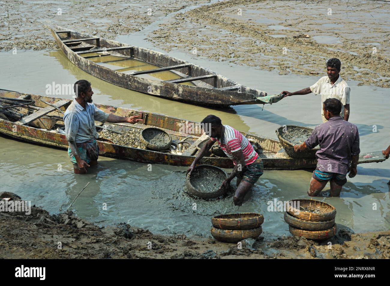 Non Exclusive: 27 February 2023 in Sylhet-Bangladesh: Villagers are ...