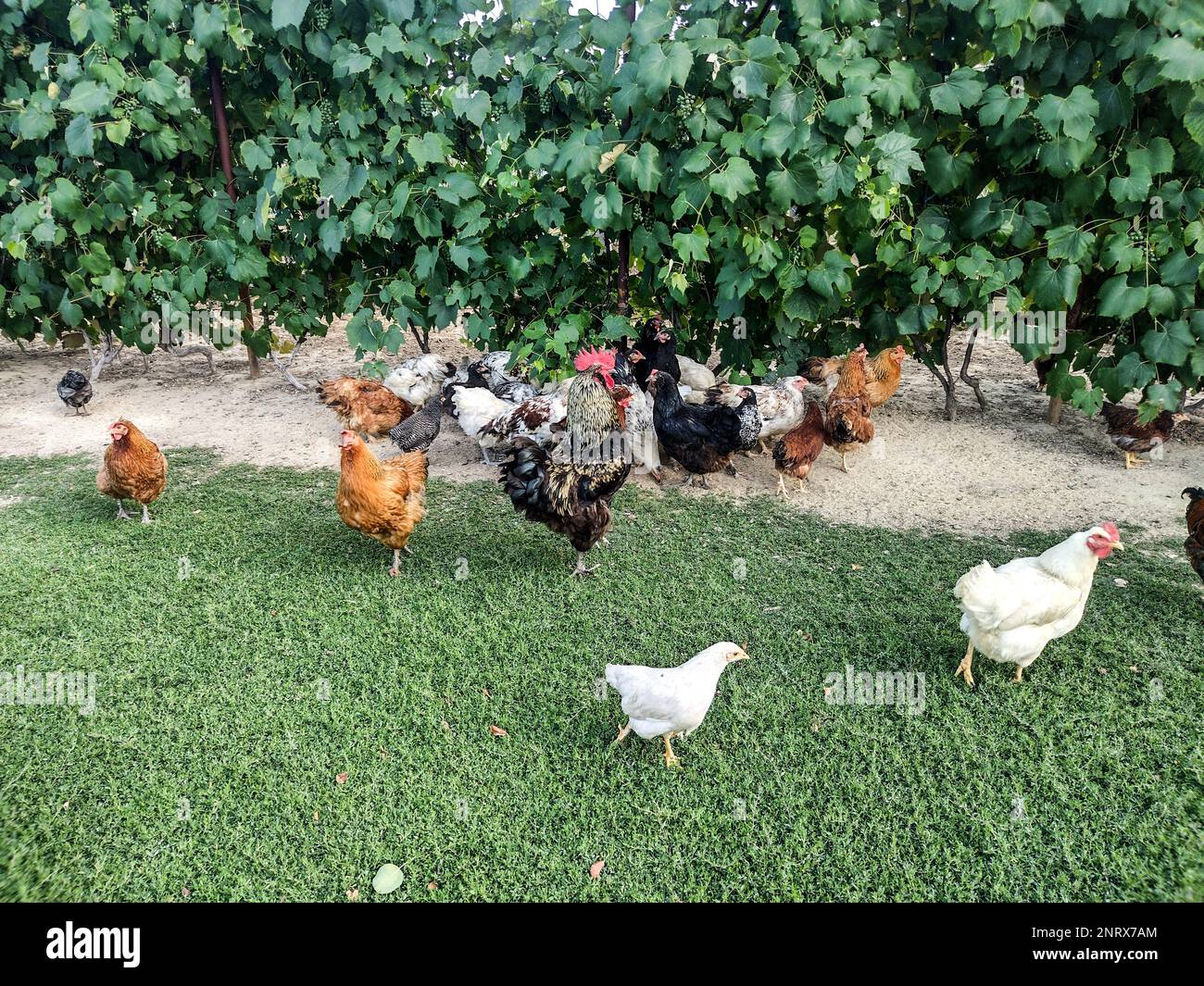 chickens and a rooster at farm in Romania Stock Photo - Alamy
