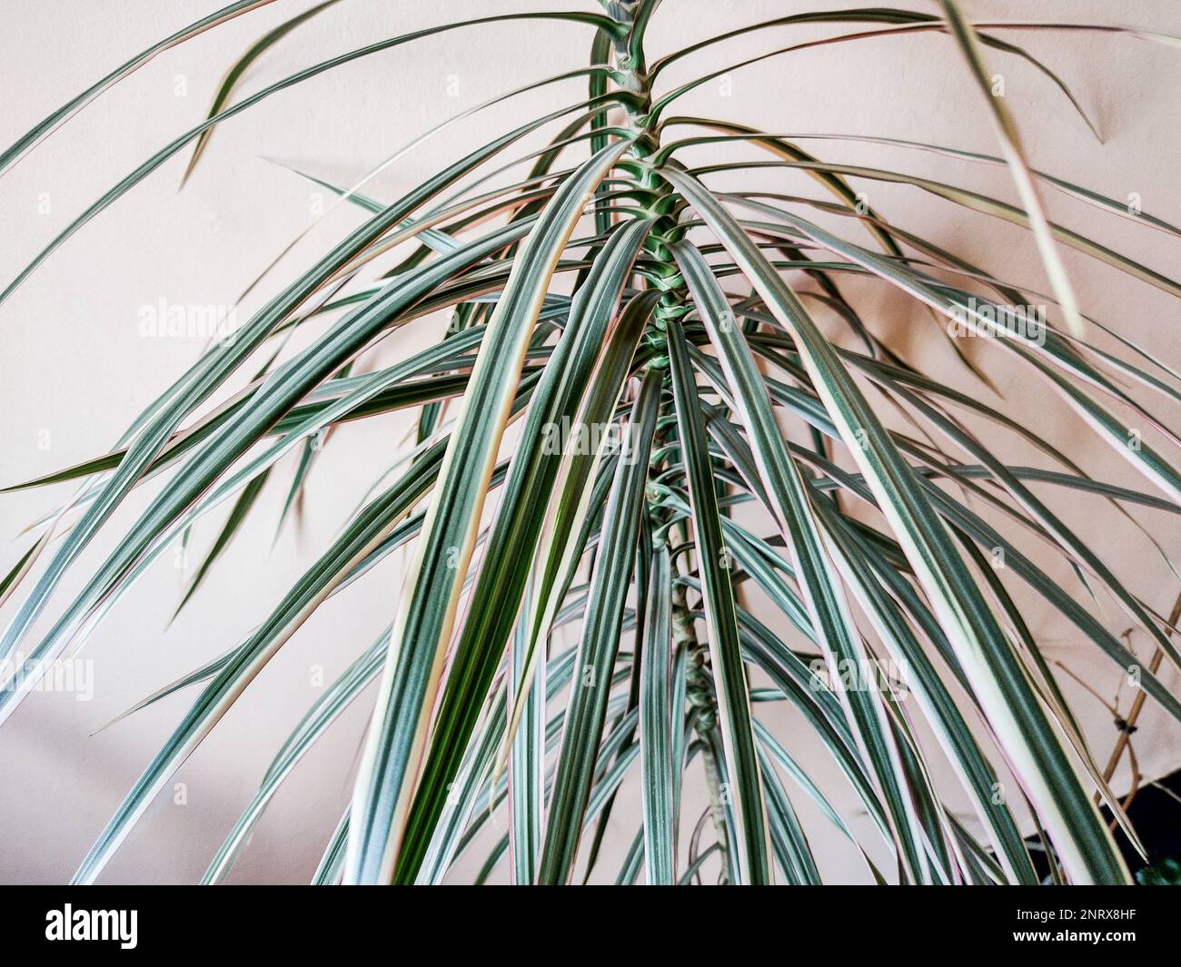 Song-of-India (Dracaena reflexa) plant Stock Photo - Alamy