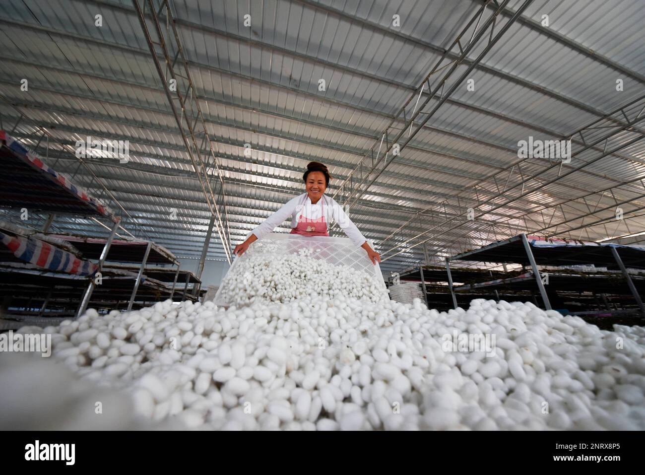 A farmer puts together fresh silkworm cocoons at a collective silkworm ...