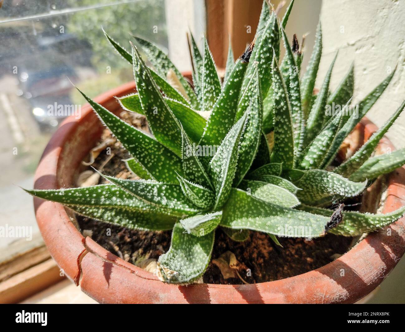 Lace aloe plant in the pot Stock Photo - Alamy