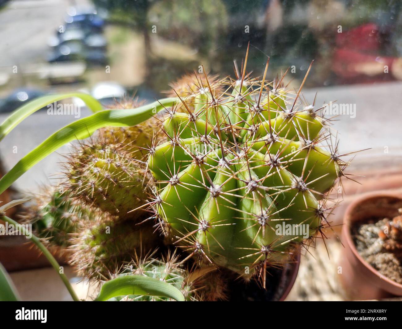 Lemon barrel cactus hi-res stock photography and images - Alamy