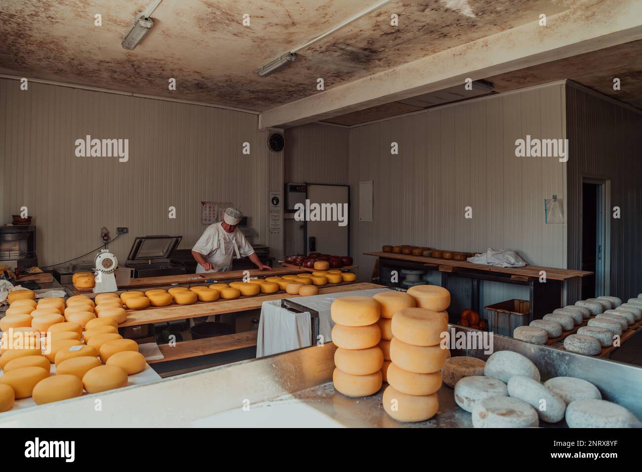 The cheese maker sorting freshly processed pieces of cheese and ...