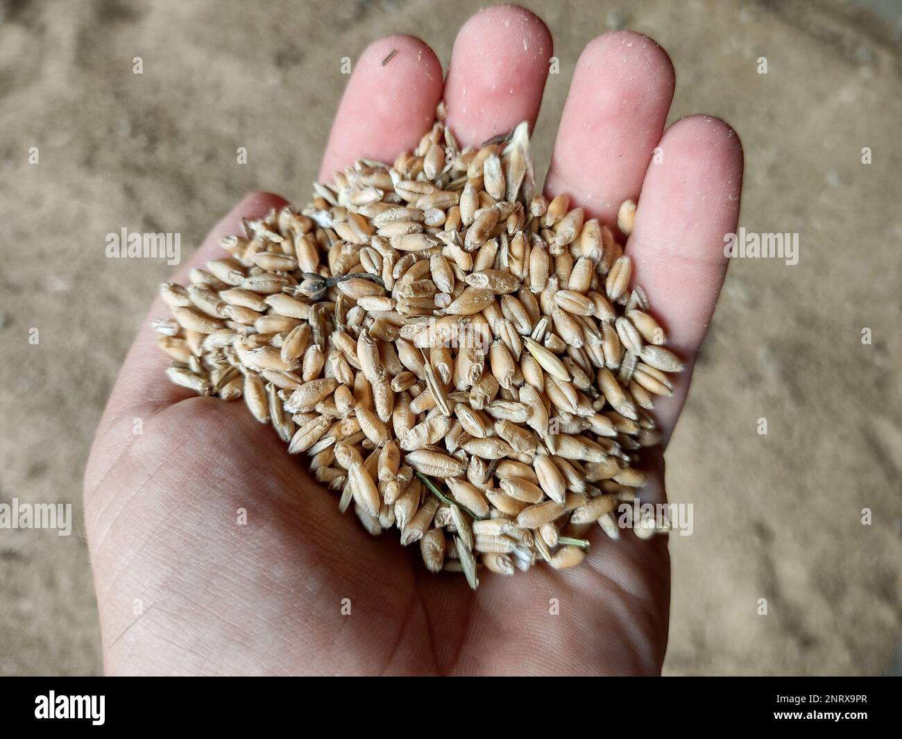 wheat grains in a person's hand Stock Photo - Alamy