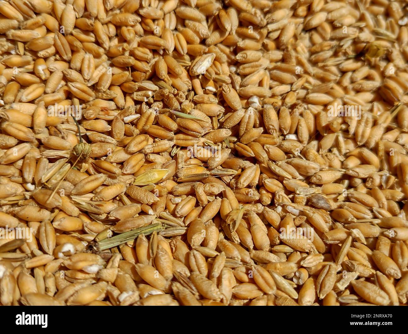 Wheat grains at farm in Romania. Agriculture concept Stock Photo - Alamy