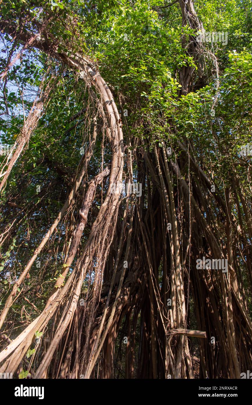 Curvy branches hi-res stock photography and images - Alamy