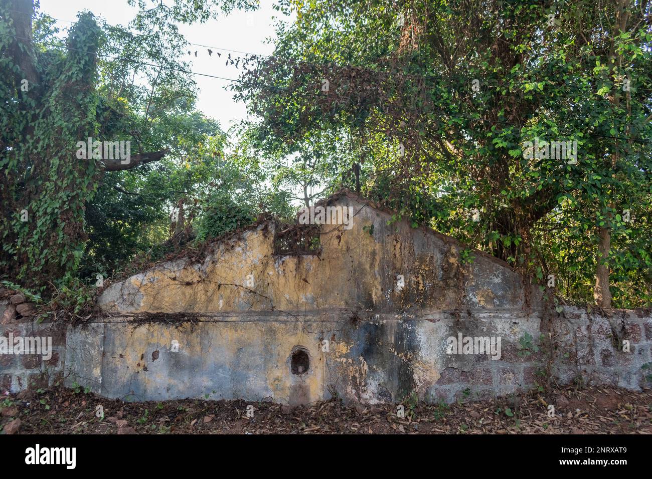 Ruins of an ancient Portuguese era building overgrown with trees and ...