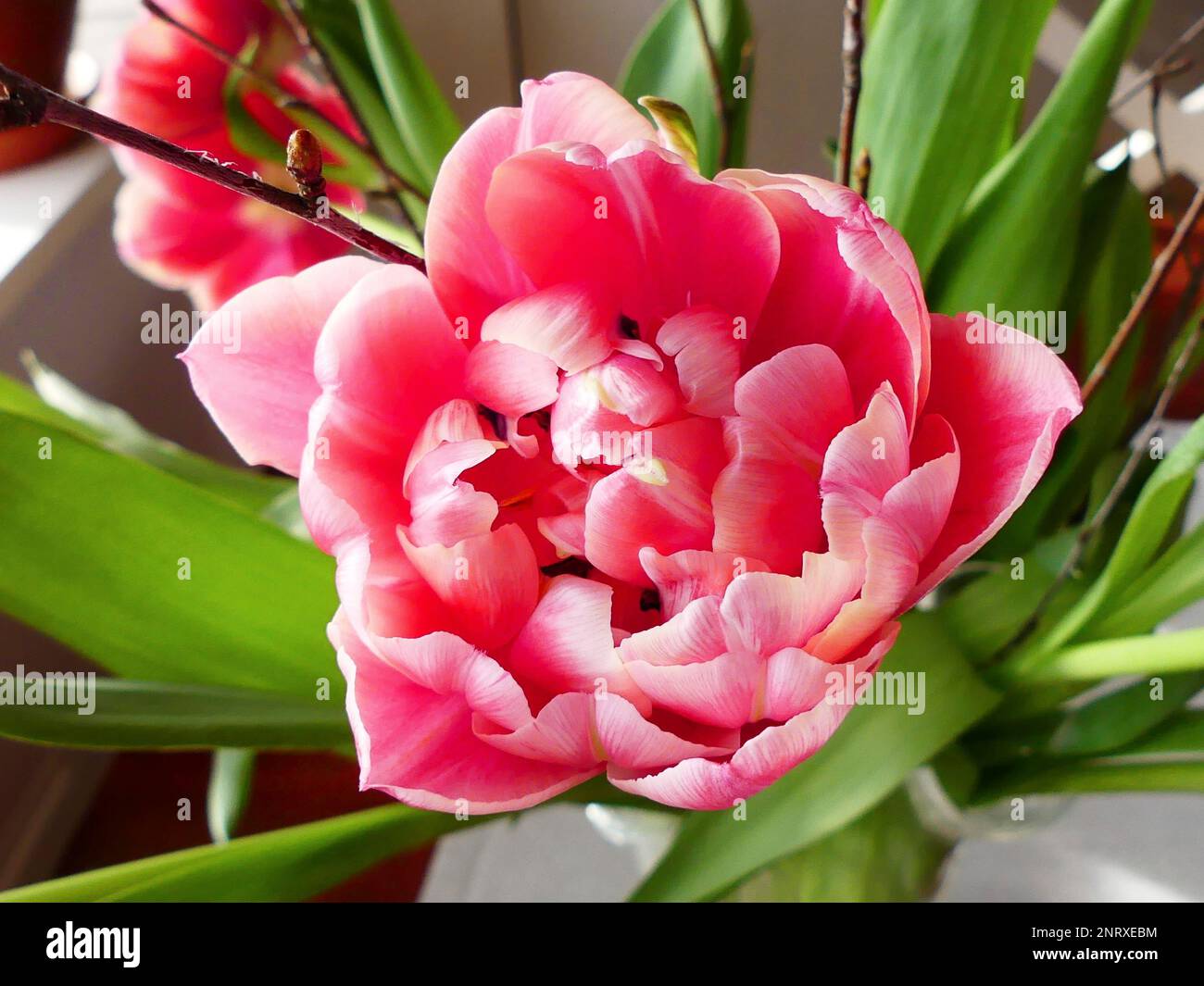 Pink stuffed tulip Stock Photo - Alamy