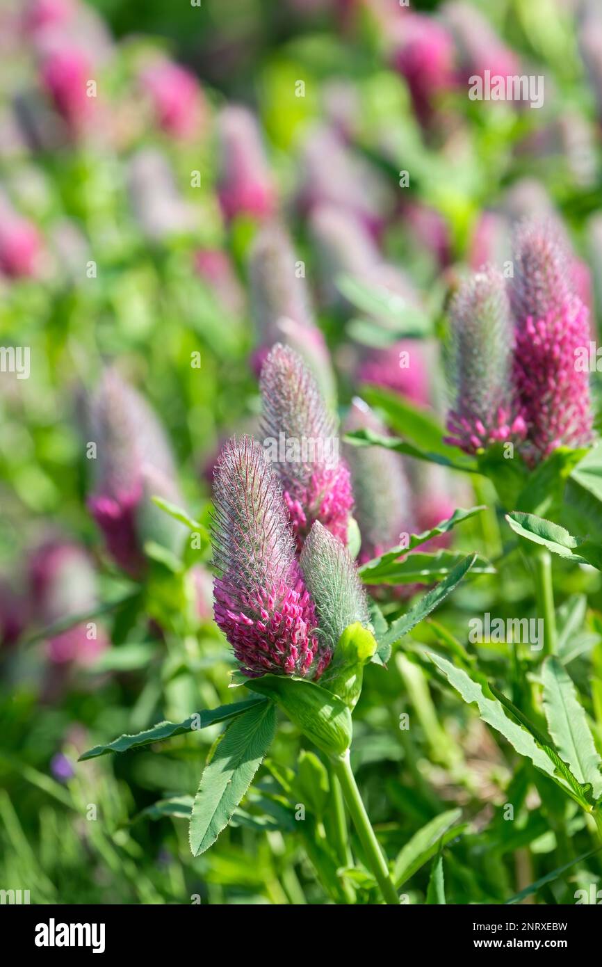 Trifolium rubens, ruddy clover, perennial, flowers dark red-purple from ...