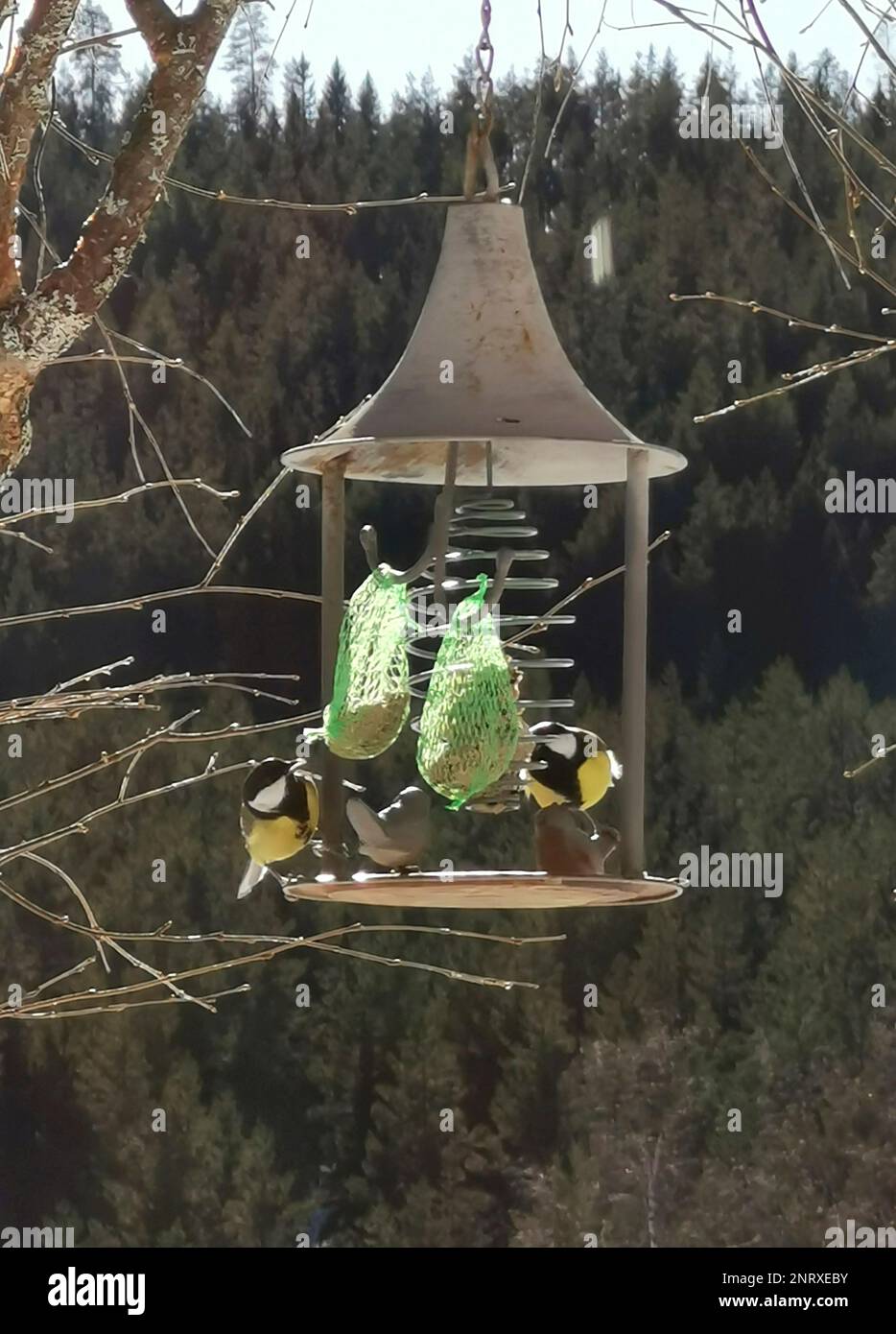 Tallow oxen on bird feeder Stock Photo - Alamy