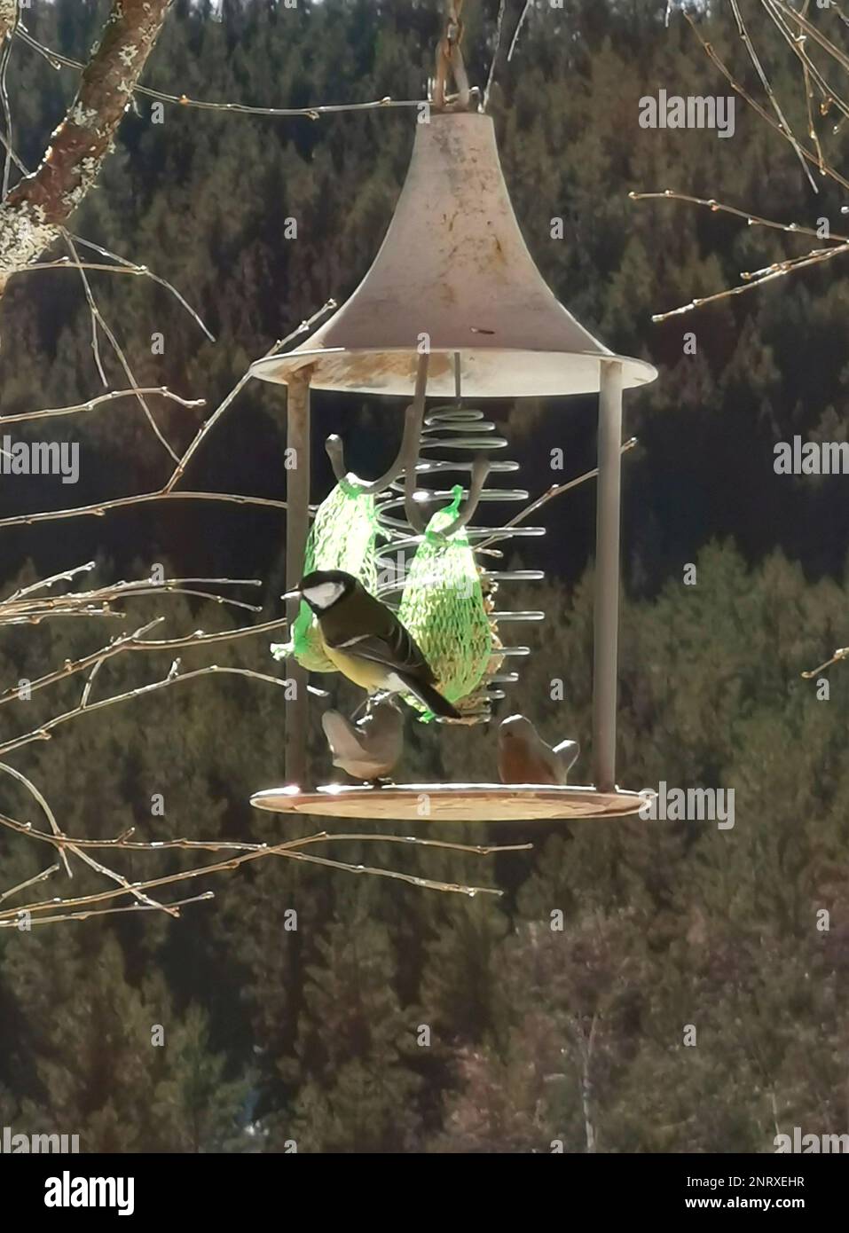 Tallow ox hi-res stock photography and images - Alamy