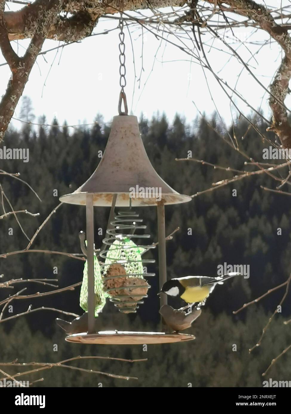 Tallow ox hi-res stock photography and images - Alamy