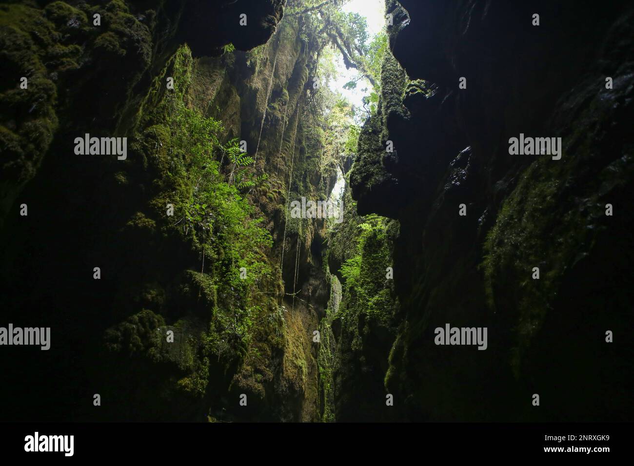 Pandora avatar tree hi-res stock photography and images - Alamy