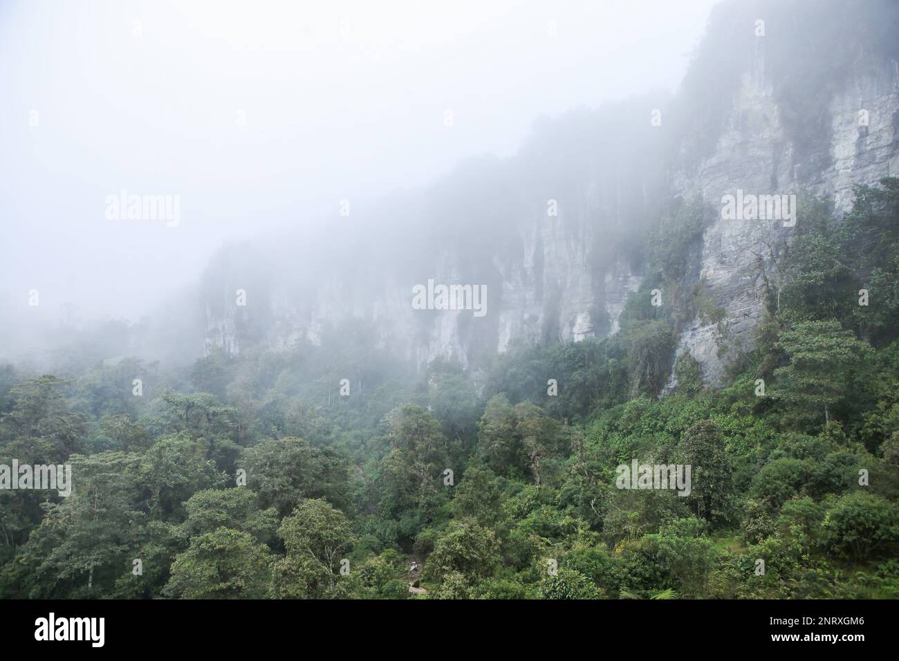 A cloudy day in Bosques de Pandora in El Peñon, Santander Stock Photo ...