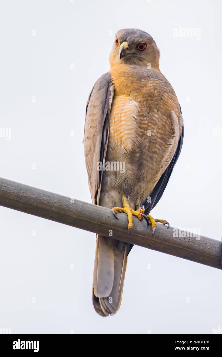 Male shikra bird sitting on a pole while stalking prey. this small ...