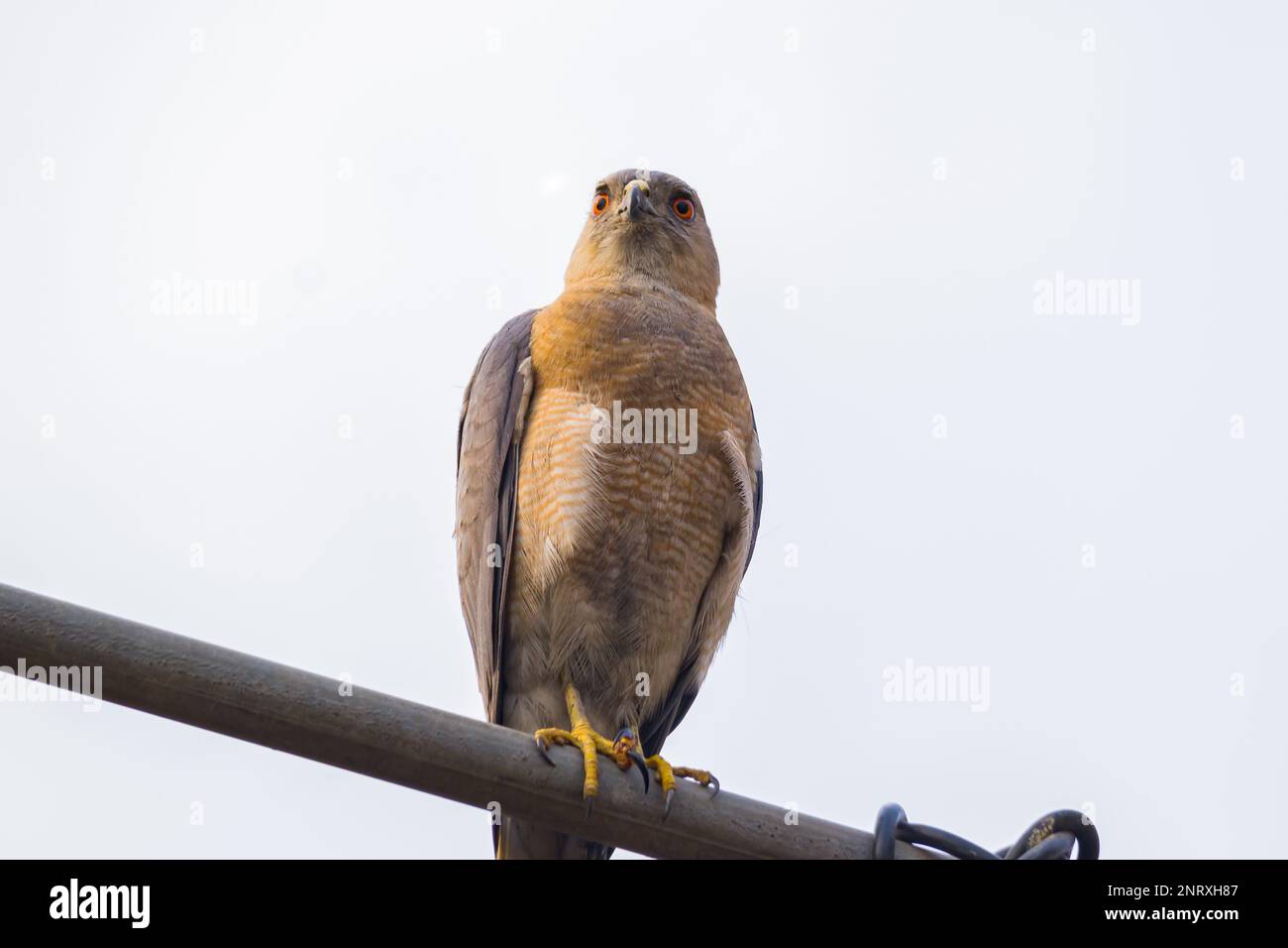 Male shikra bird sitting on a pole while stalking prey. this small ...