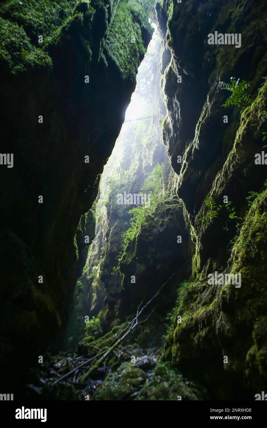 The trees and the natural environment of Bosques de Pandora in El Peñón ...