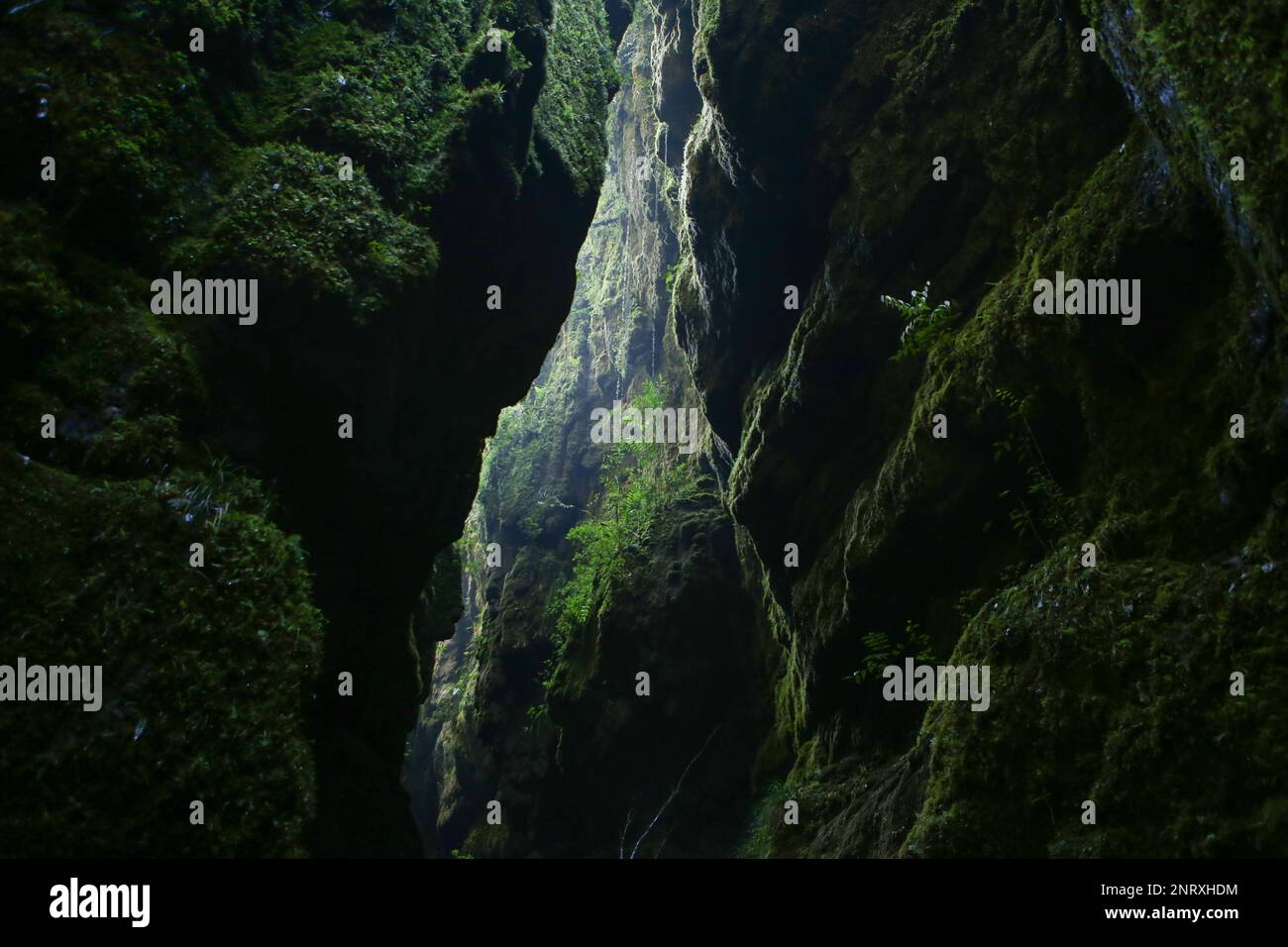 Pandora avatar tree hi-res stock photography and images - Alamy