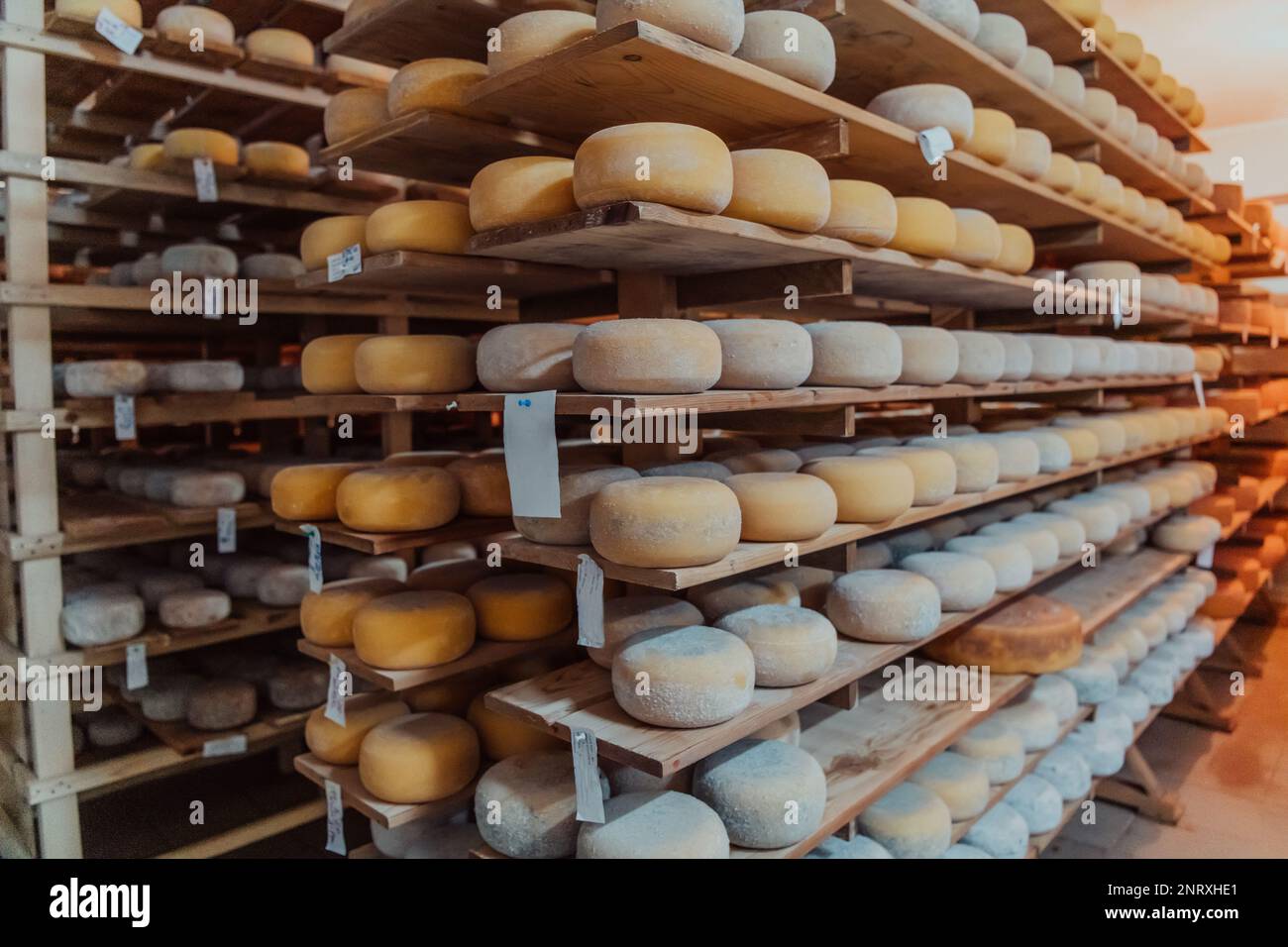 A large storehouse of manufactured cheese standing on the shelves ready ...