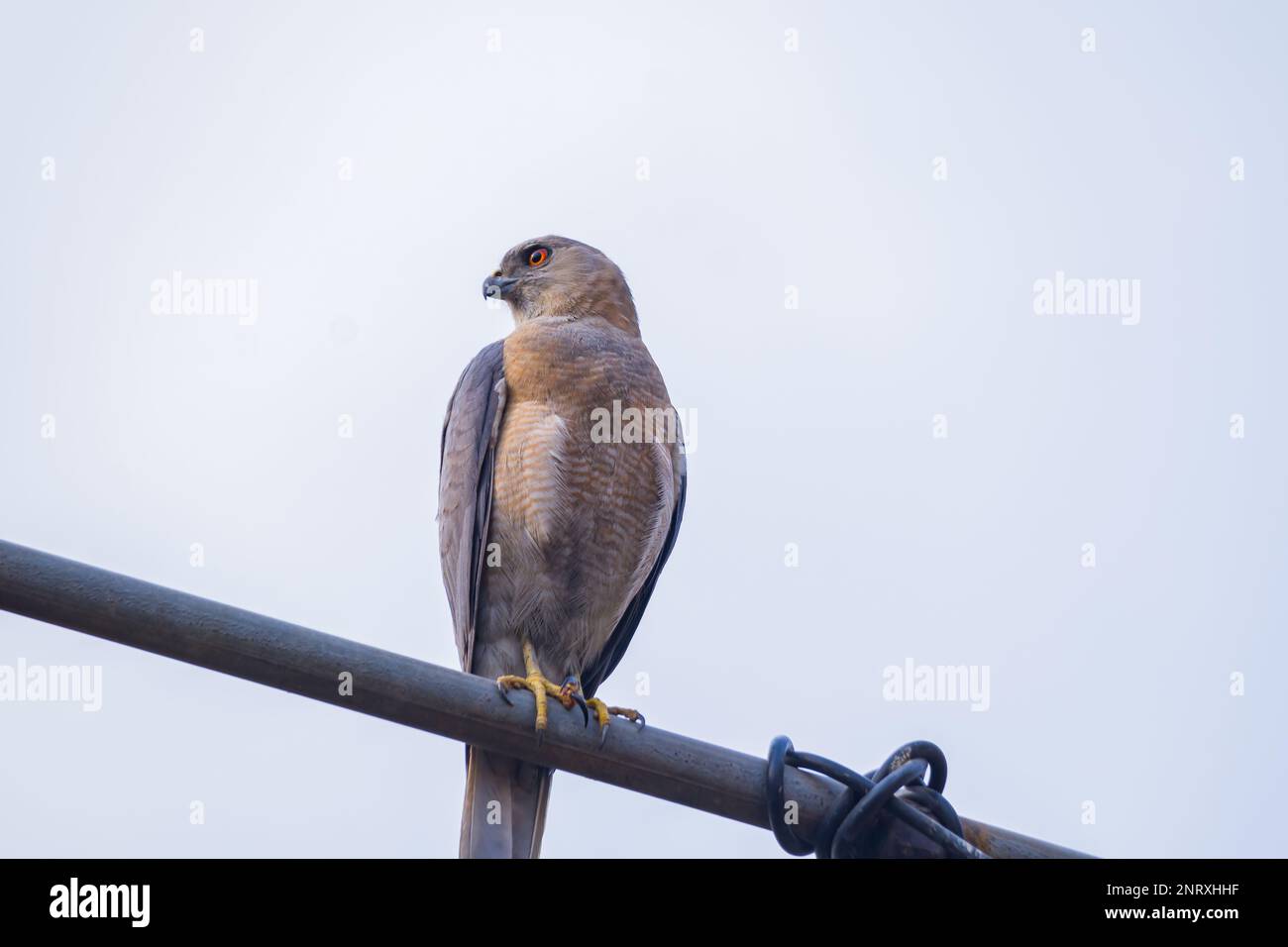 Male shikra bird sitting on a pole while stalking prey. this small ...