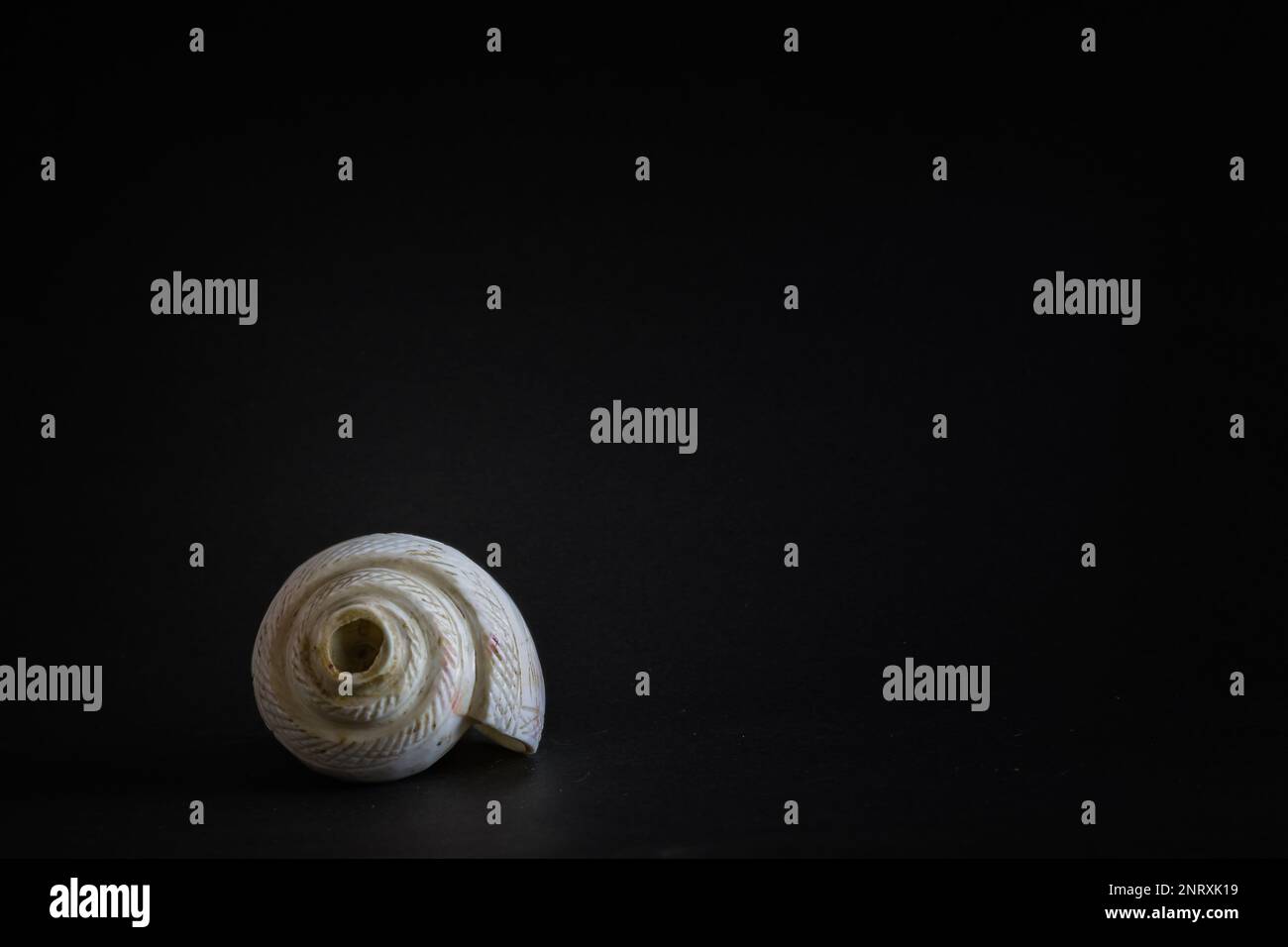 Conch shell india hi-res stock photography and images - Alamy