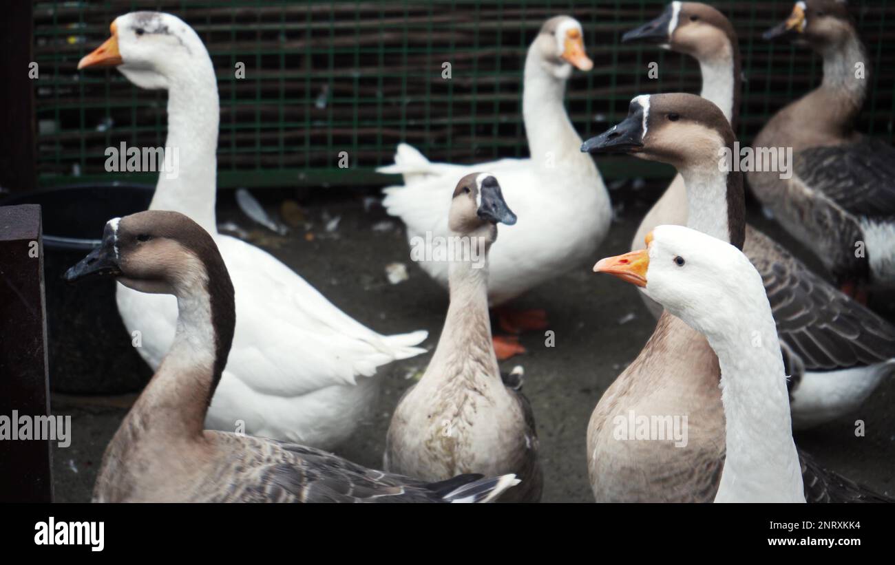 A large flock of white and gray geese cackle and run in the fresh air ...