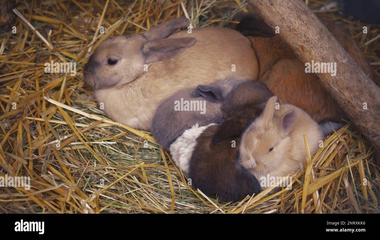 Symbol of the new year. Rabbits big and small black, brown, white and ...