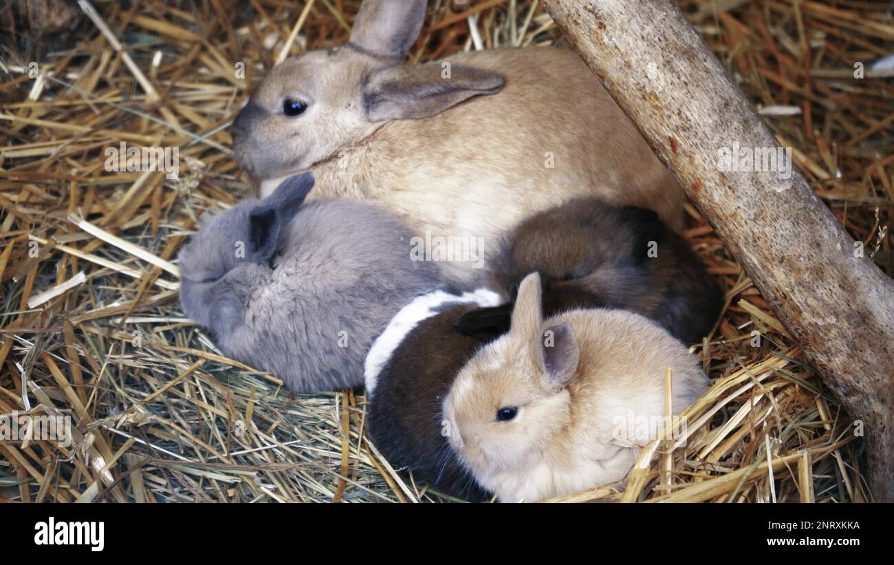Symbol of the new year. Rabbits big and small black, brown, white and ...