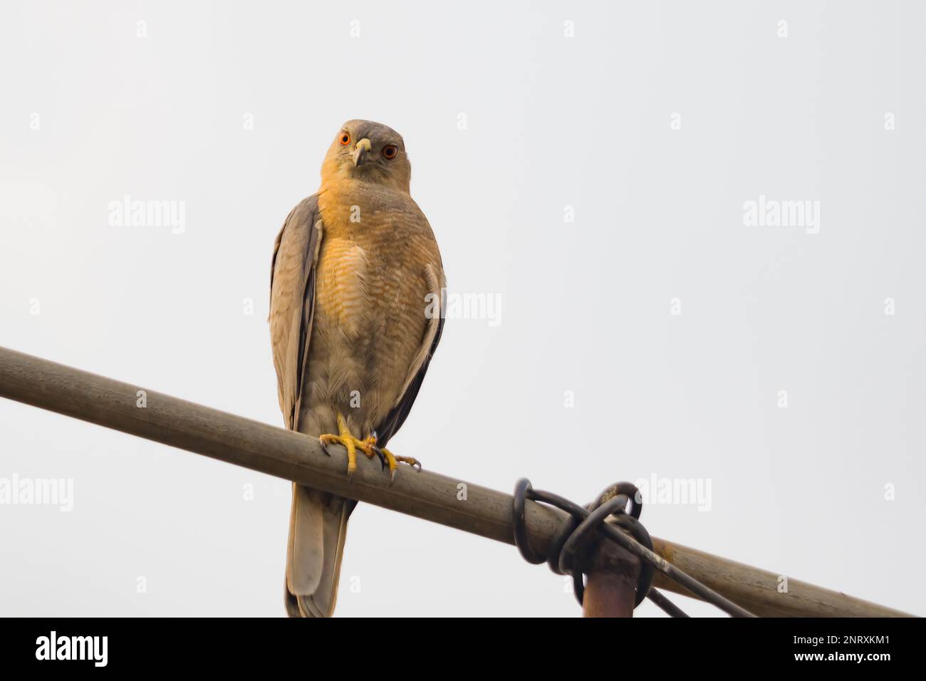 Male shikra bird sitting on a pole while stalking prey. this small ...