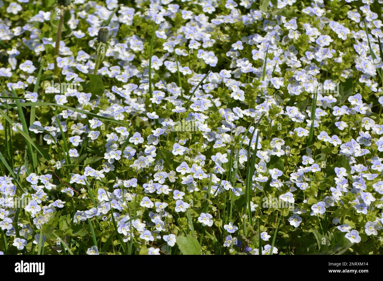 In spring, Veronica filiformis blooms in the wild Stock Photo - Alamy