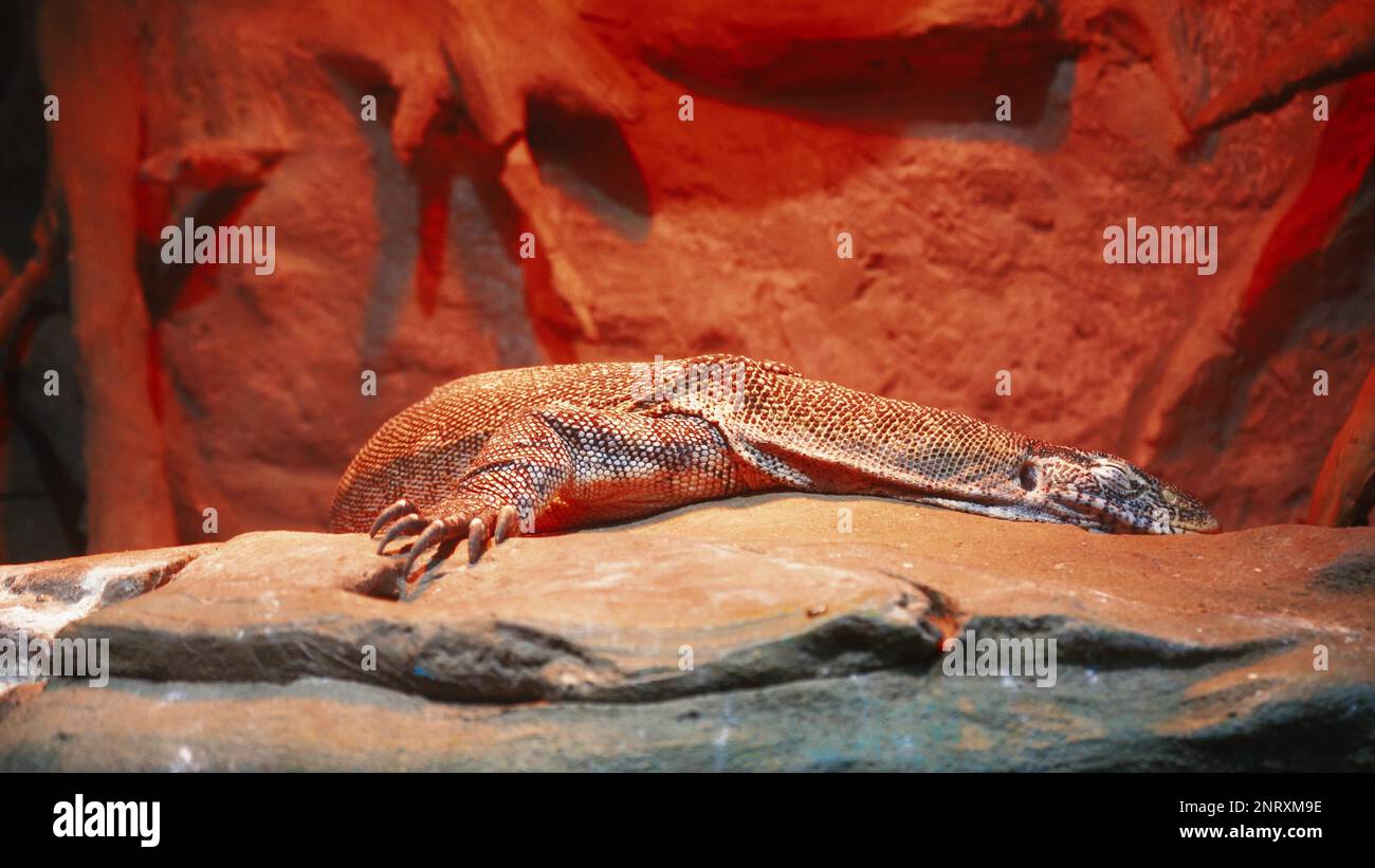 Varanus giganteur hi-res stock photography and images - Alamy