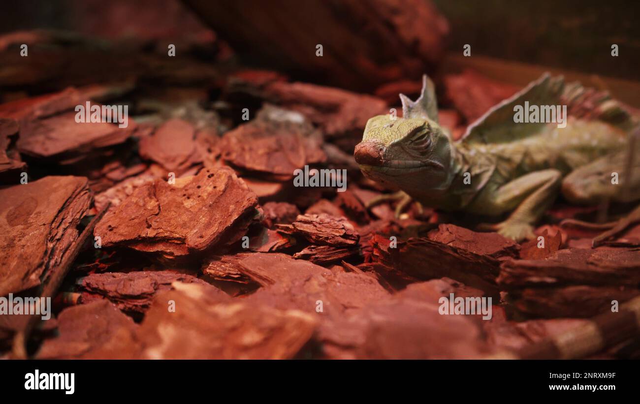 4k close-up of a chameleon lizard in the forest. The lizard moved its ...