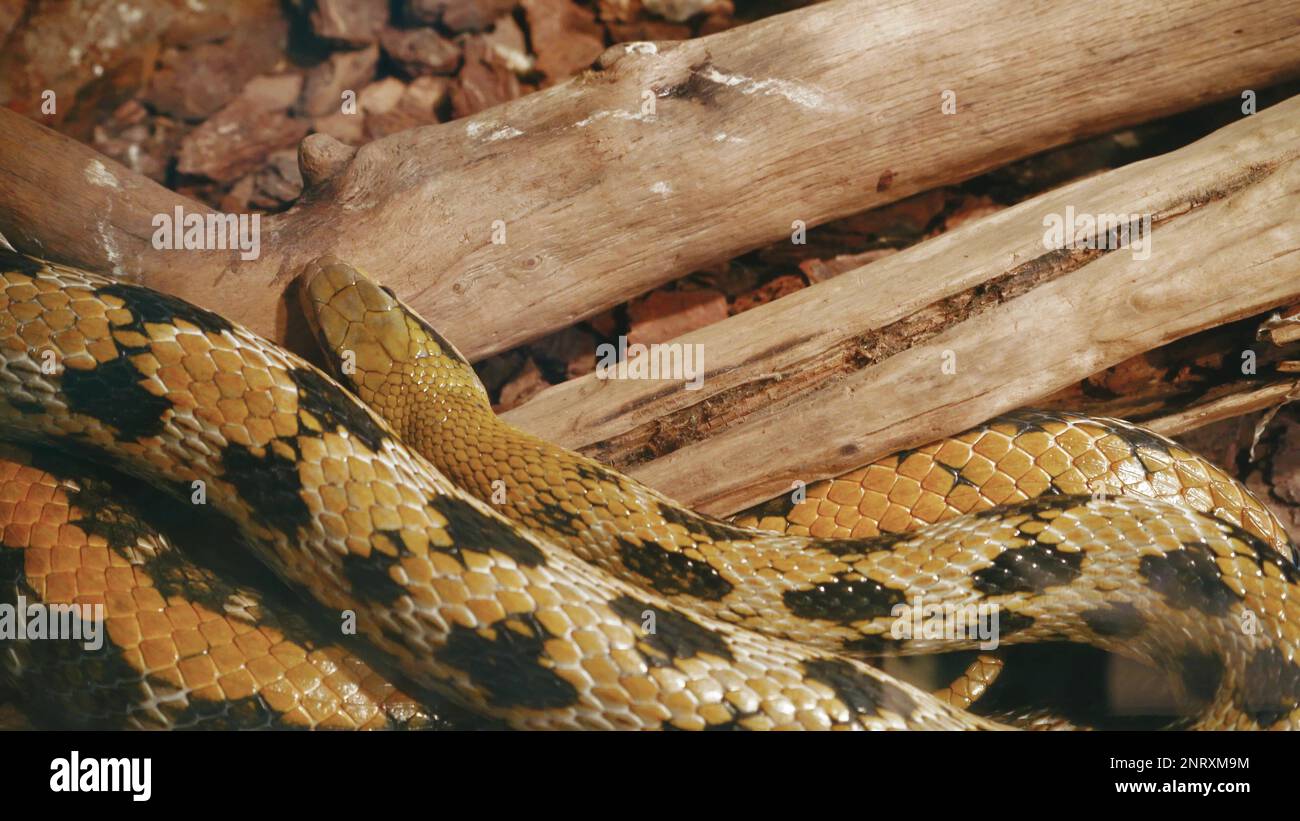 Rainbow serpent art hi-res stock photography and images - Alamy