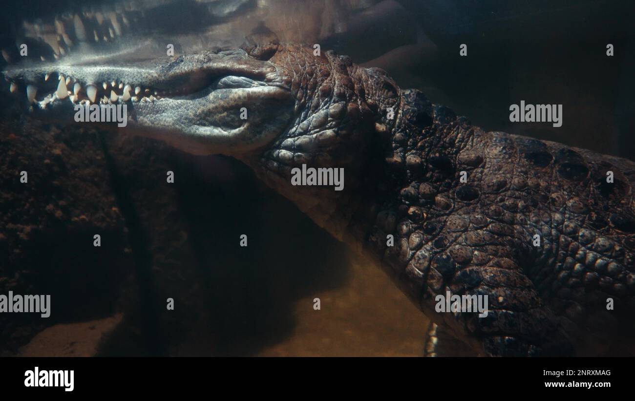 Wildlife, dangerous animal. An underwater crocodile with its head ...