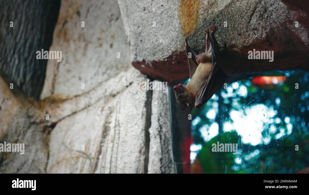 Close-up of a small horseshoe bat staring and hanging upside down on ...