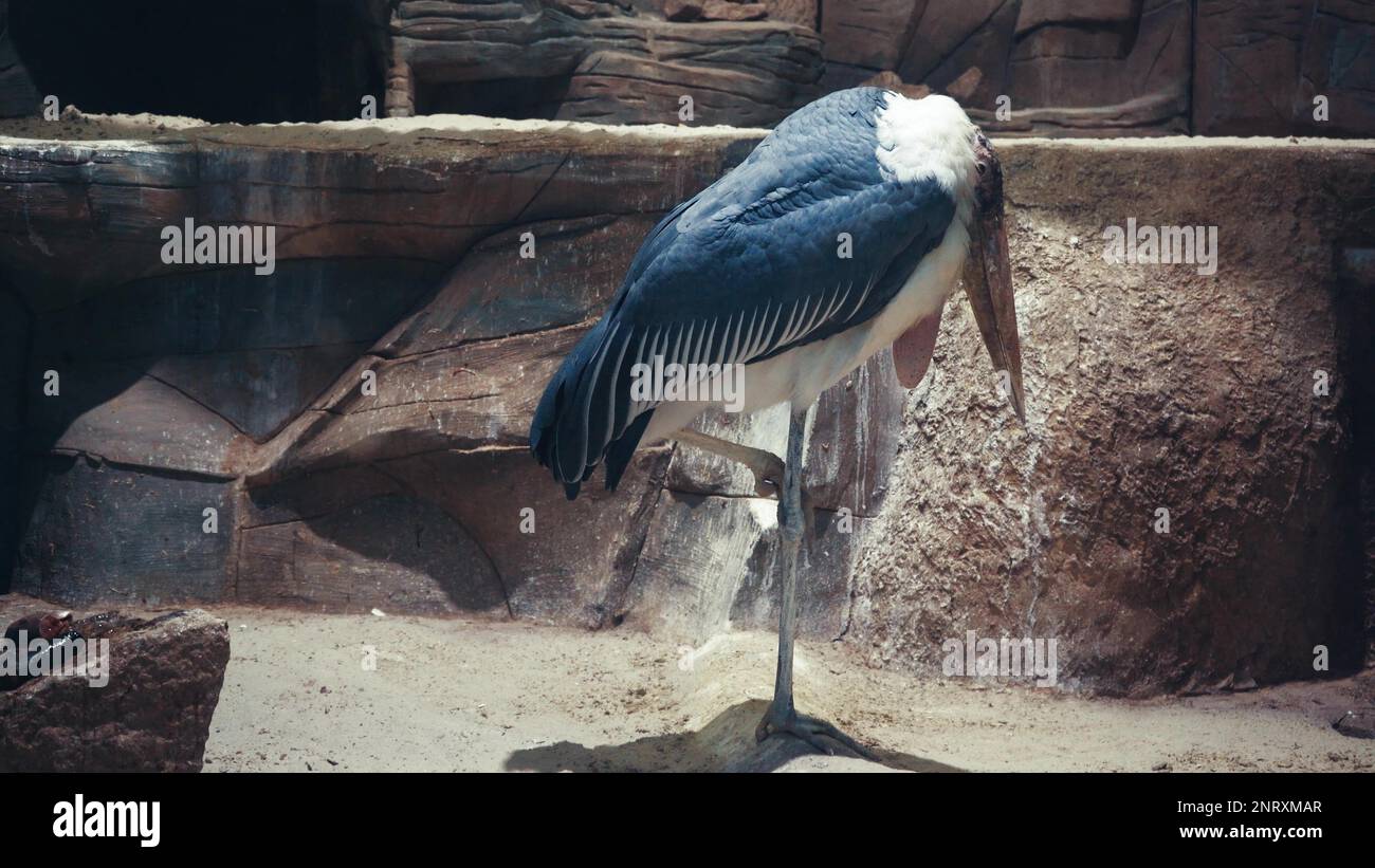 A large gray bird, facing right, standing on one leg, the Asiatic stork ...