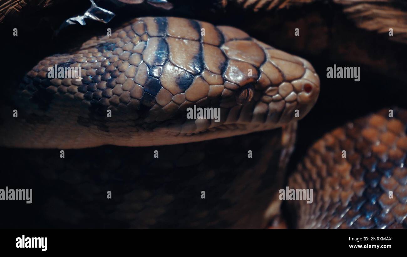 Rainbow serpent art hi-res stock photography and images - Alamy