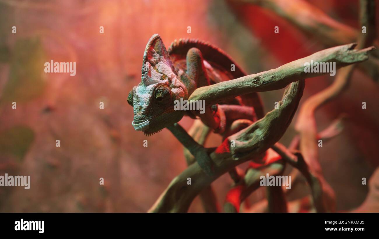 4k Close Up Of A Chameleon Lizard In The Forest The Lizard Moved Its