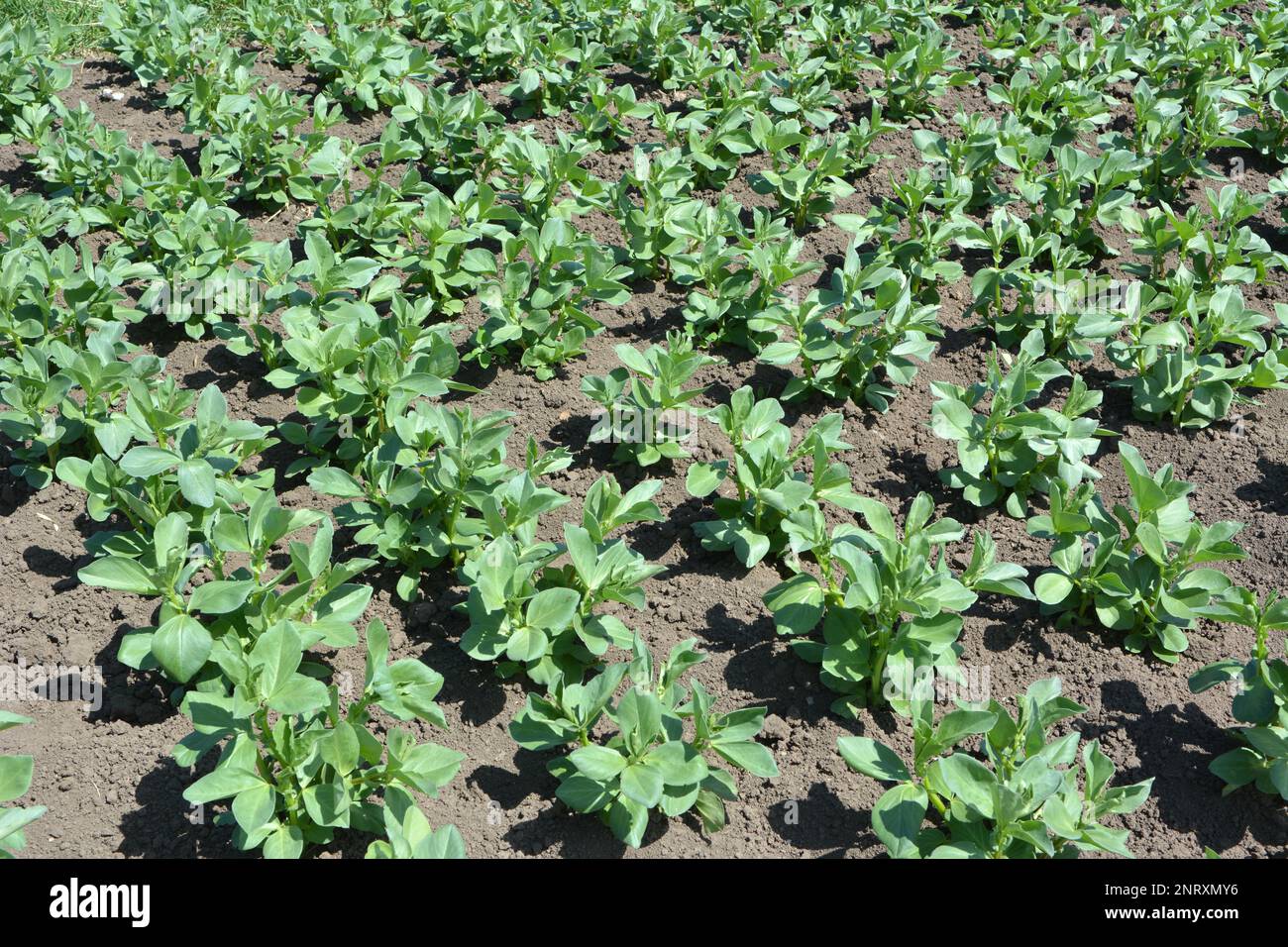In spring, young Horse bean (Vicia faba) grows on a farm field Stock ...