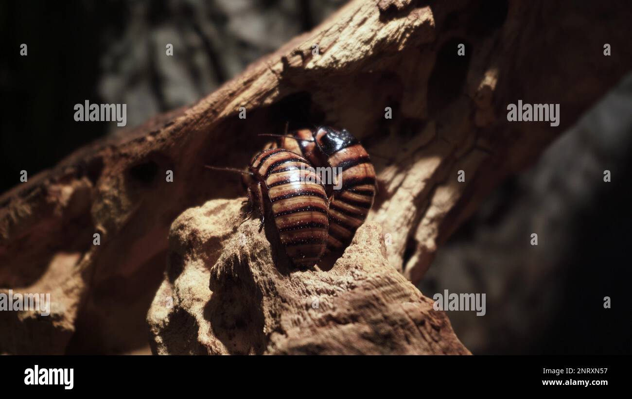 Madagascar cockroaches in a zoo aquarium. The biggest cockroach in the ...
